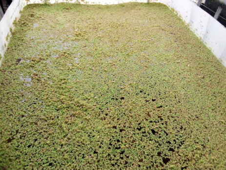 Buy Azolla around me |Wonder Plant and Feed Substitute